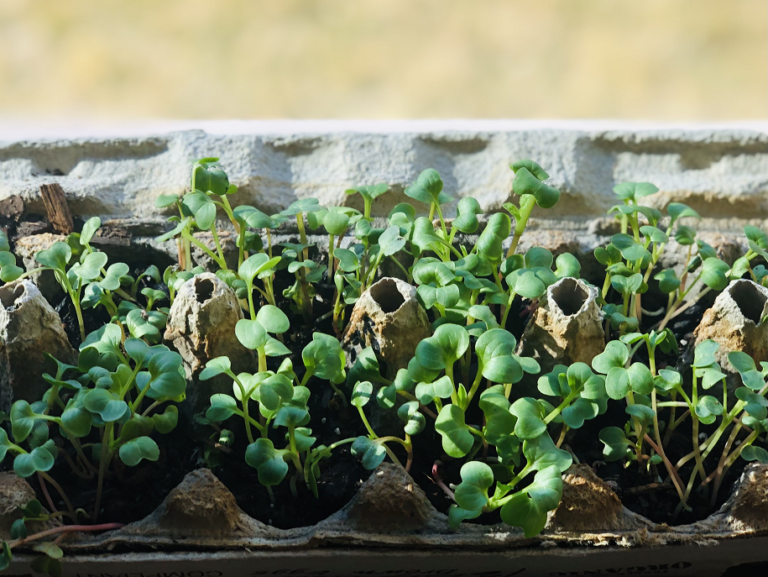 How to Grow Microgreens Indoors in Winter using Egg Cartons – Small ...